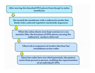 topic- Polymorphism at dna level cytogenetics | PDF
