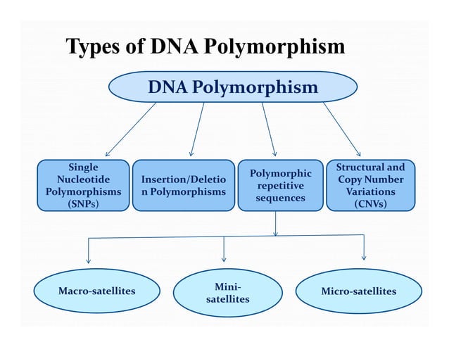 topic- Polymorphism at dna level cytogenetics | PPT