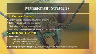Pest of crops and stored grain and their management | PPTX