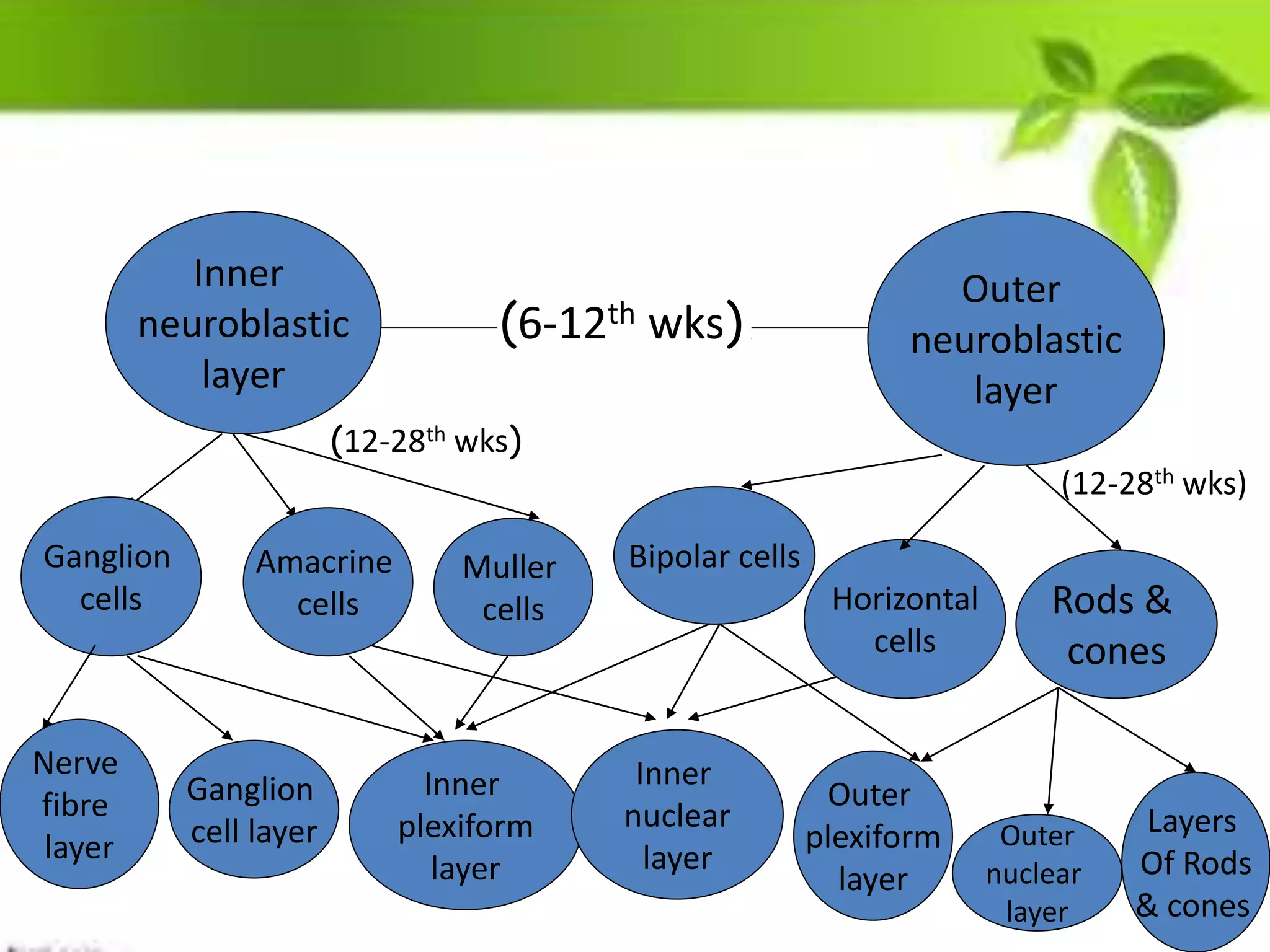 Suraj chhetri retina | PPTX