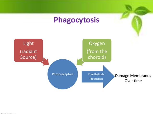 Suraj chhetri retina | PPT | Free Download