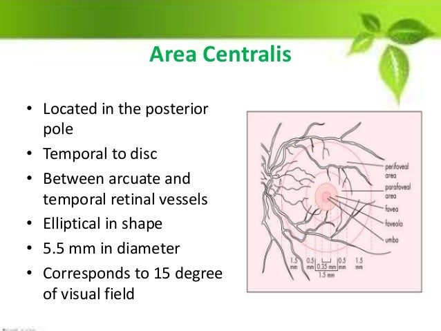 Suraj chhetri retina