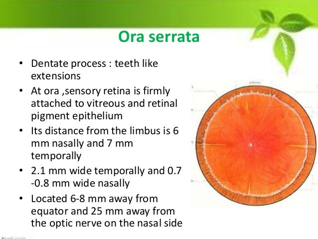 Suraj chhetri retina