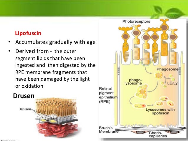 Suraj chhetri retina