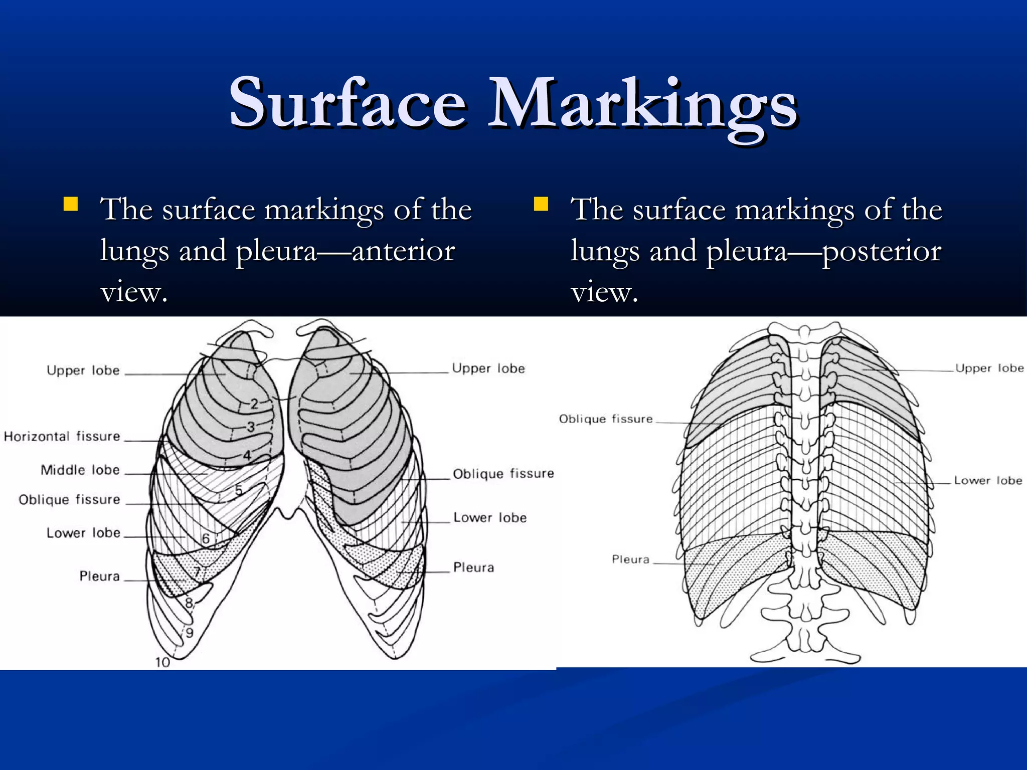 RESPIRATORY SYSTEM EXAMINATION IN PEDIATRICS | PPT