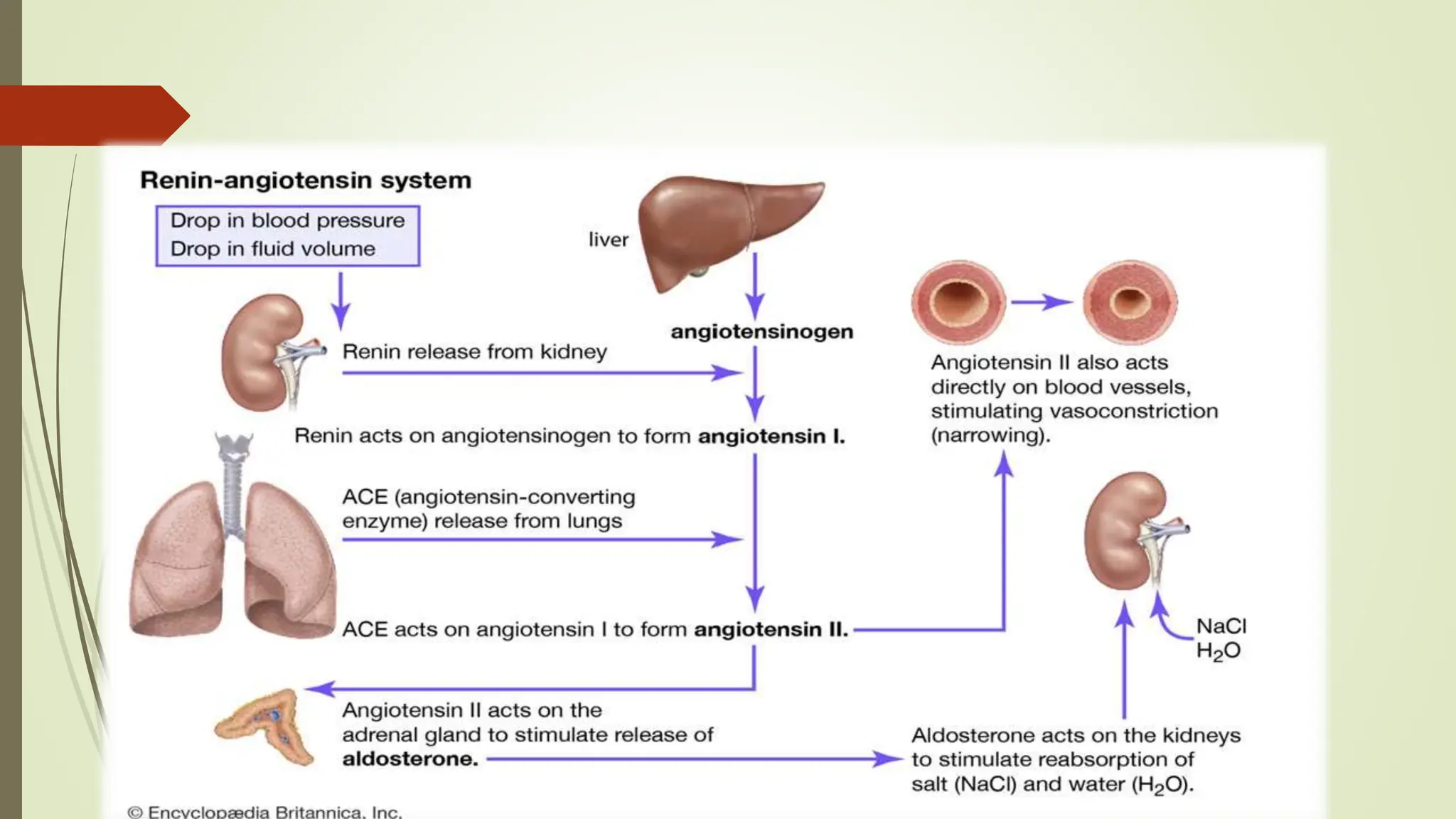 renin-angiotensin-aldosterone system (RAAS).pptx