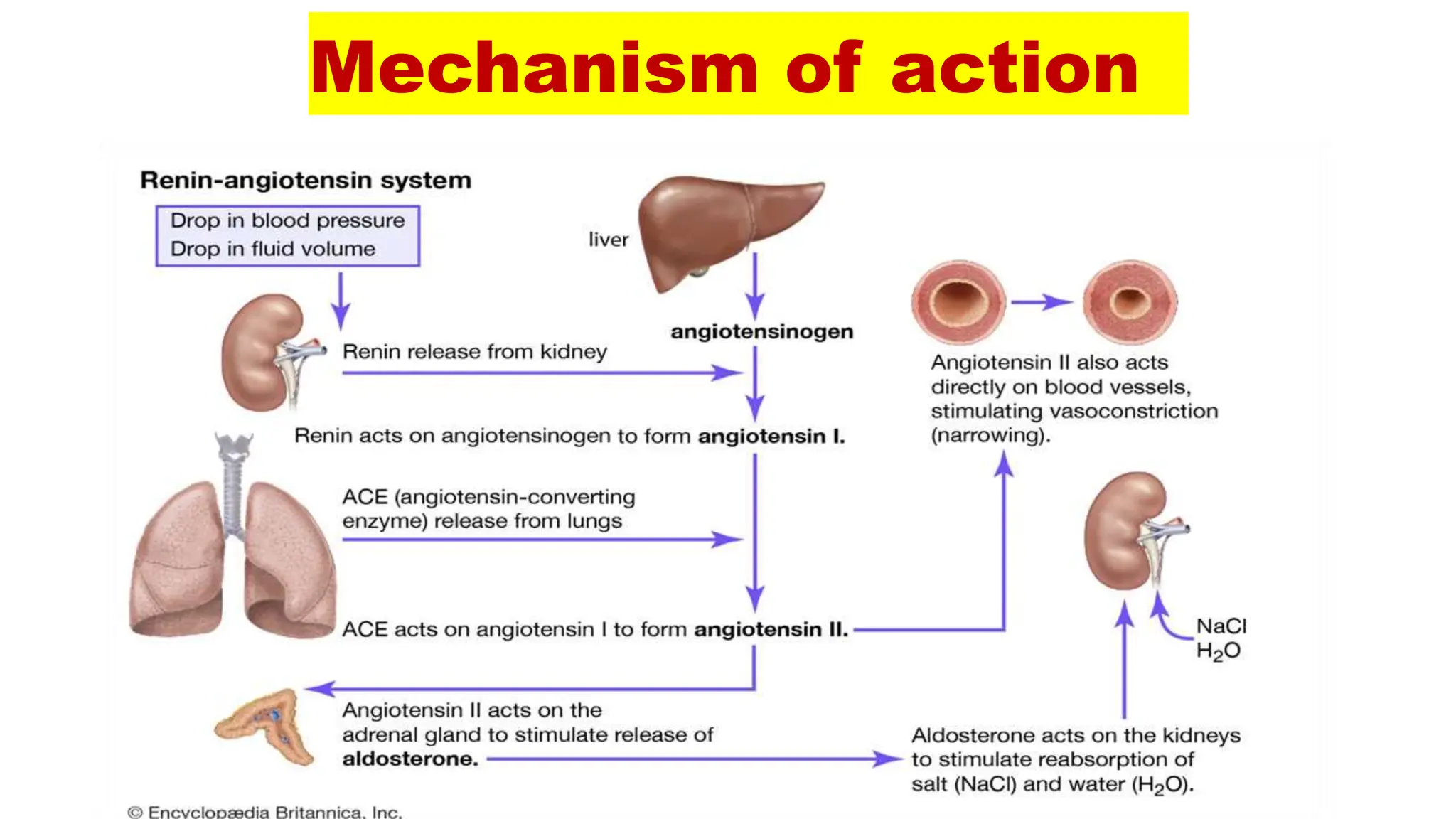renin-angiotensin-aldosterone system (RAAS).pptx