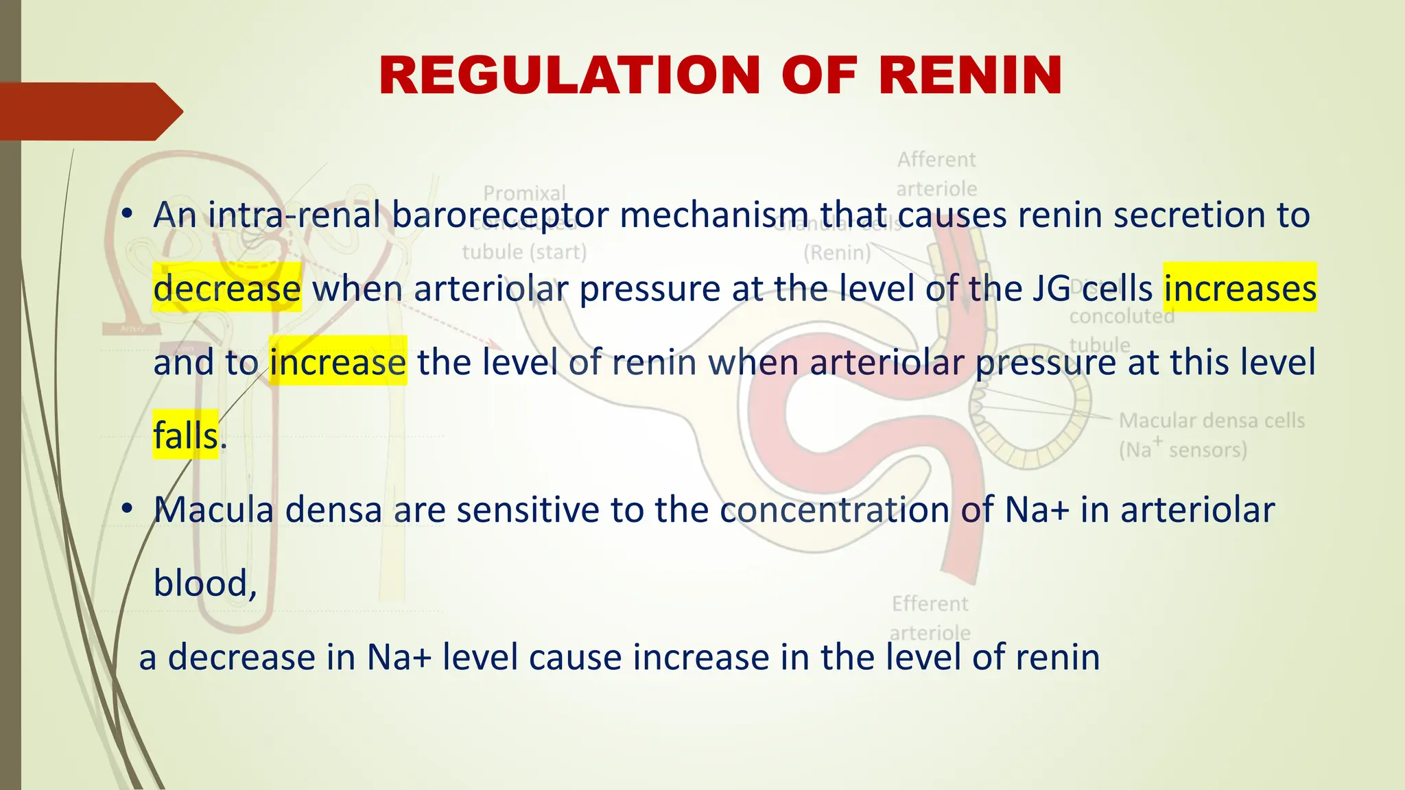 renin-angiotensin-aldosterone system (RAAS).pptx