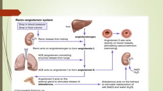 renin-angiotensin-aldosterone system (RAAS).pptx