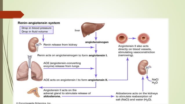 renin-angiotensin-aldosterone system (RAAS).pptx