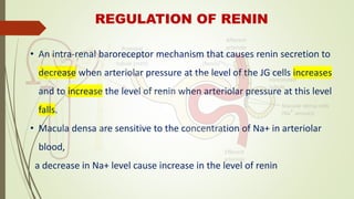 renin-angiotensin-aldosterone system (RAAS).pptx