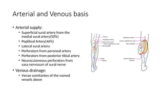 distally based sural artery flap for reconstruction of lower limb flap ...