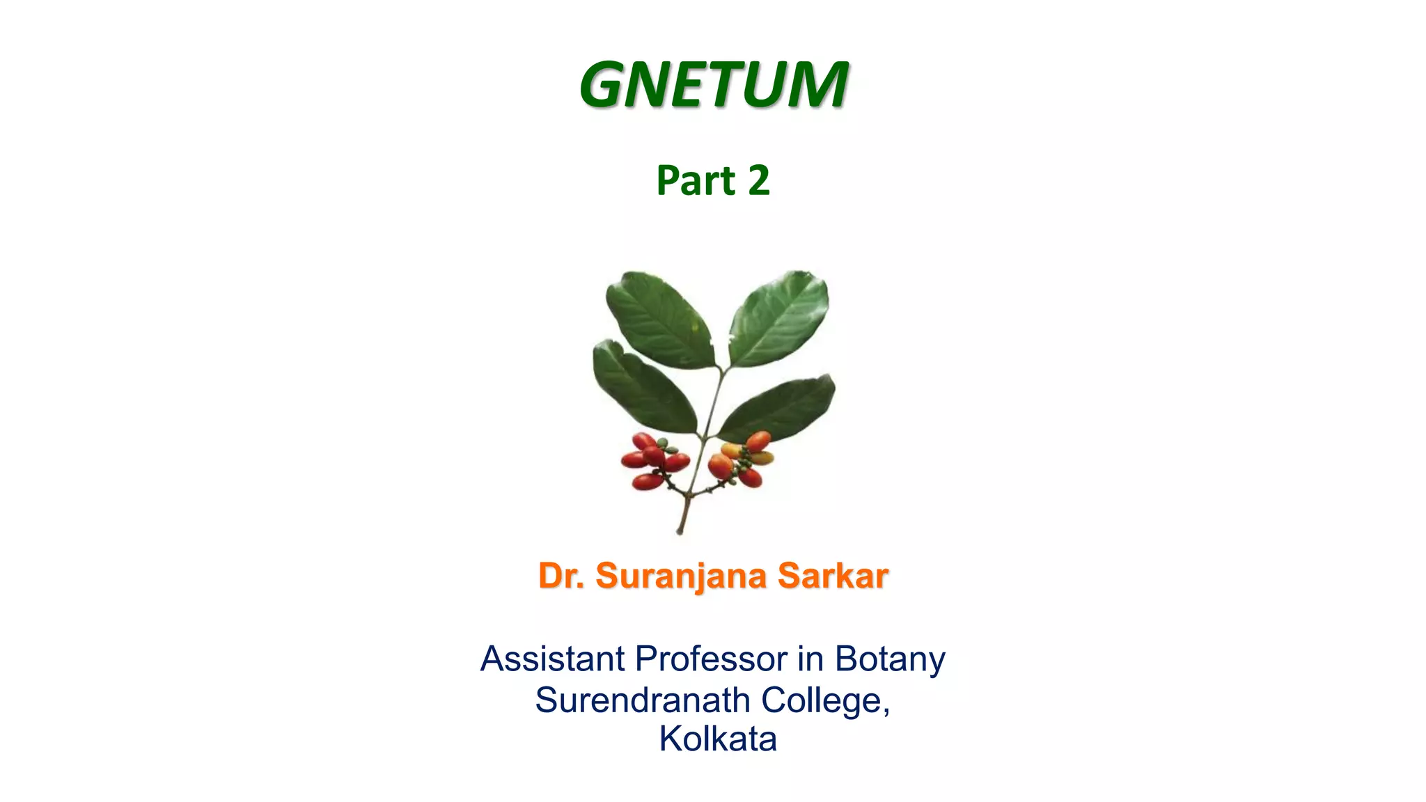 Gnetum Reproduction2020-04-25Gnetum Sem 2H part 2.pdf | Infertility ...