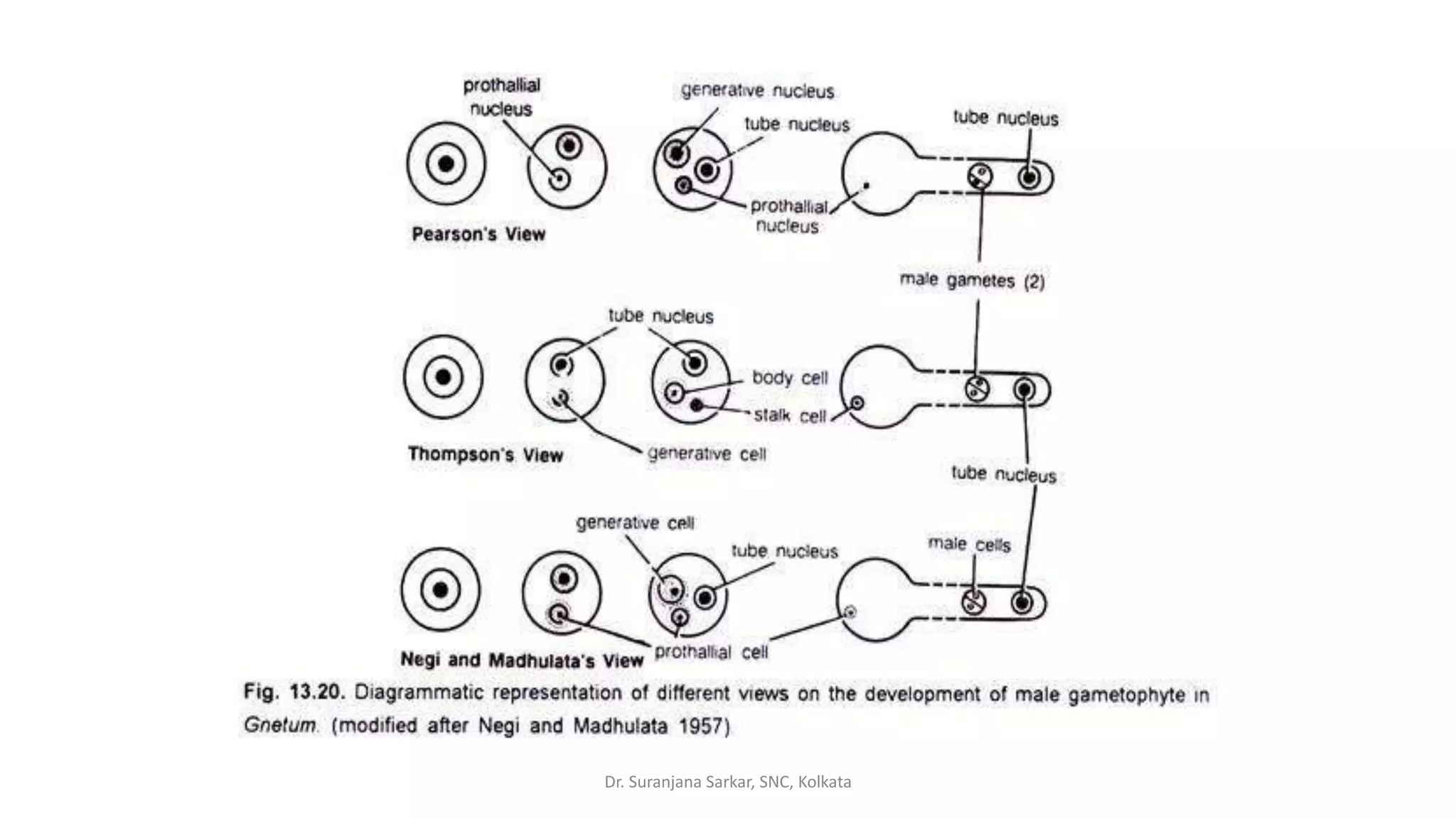 Gnetum Reproduction2020-04-25Gnetum Sem 2H part 2.pdf | Infertility ...
