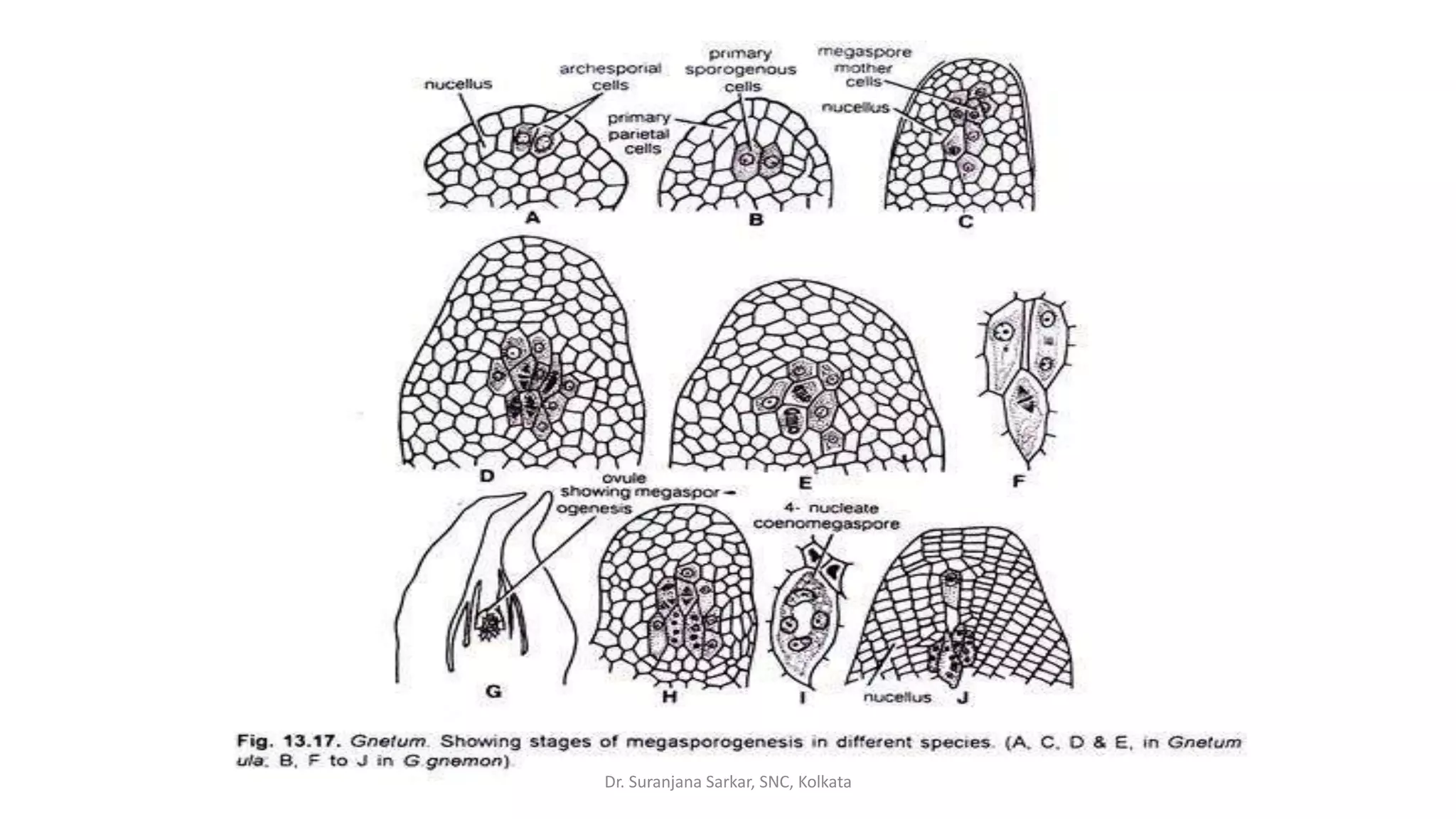 Gnetum Reproduction2020-04-25Gnetum Sem 2H part 2.pdf | Infertility ...