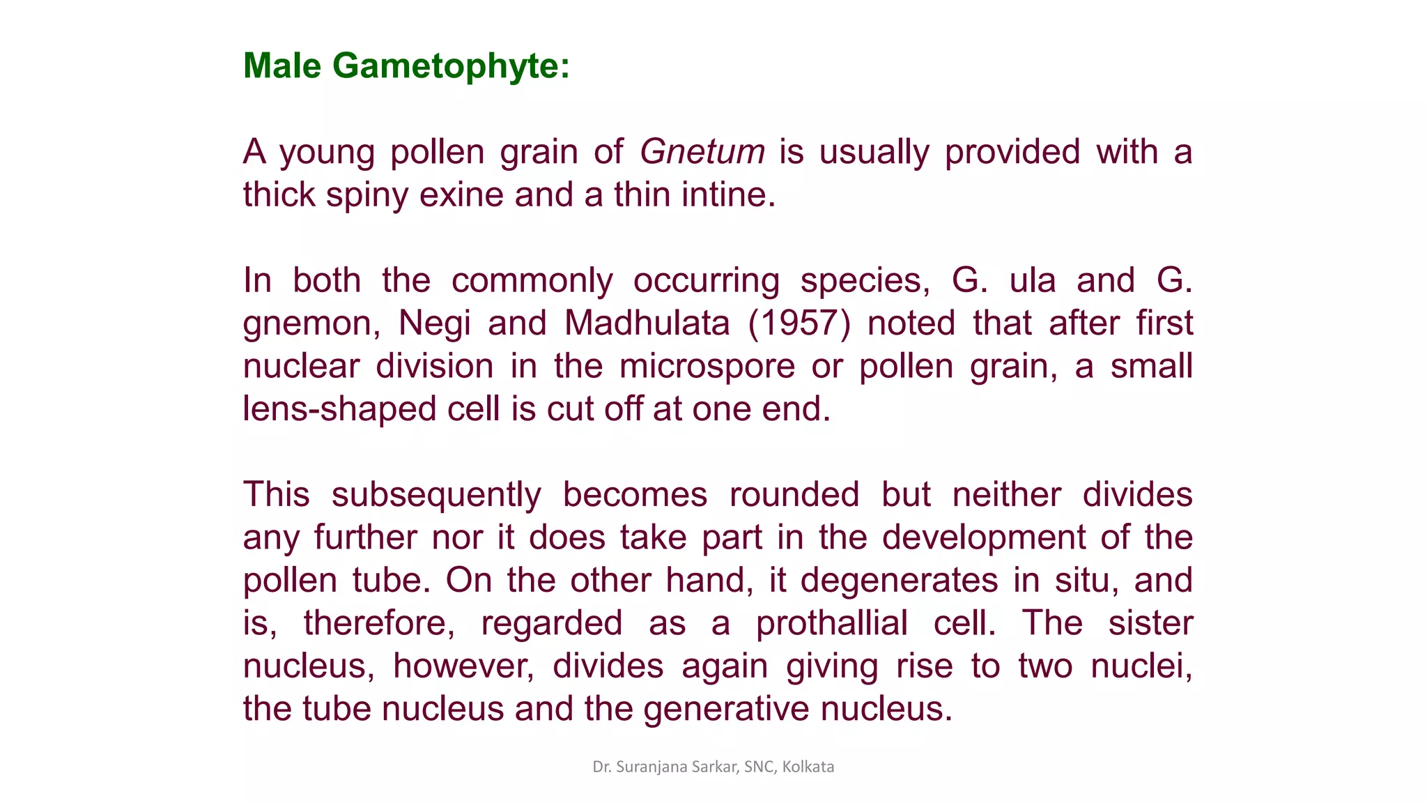 Gnetum Reproduction2020-04-25Gnetum Sem 2H part 2.pdf | Infertility ...