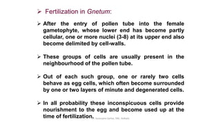 Gnetum Reproduction2020-04-25Gnetum Sem 2H part 2.pdf | Infertility ...