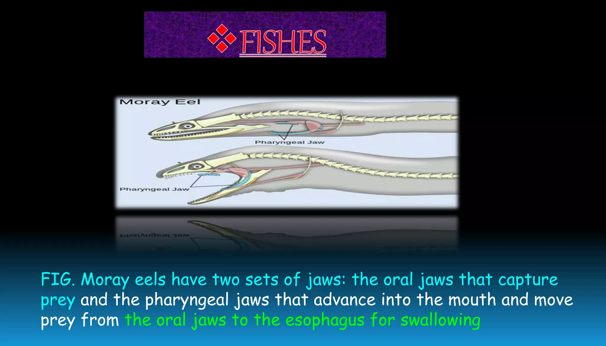 Jaw suspension | PPTX