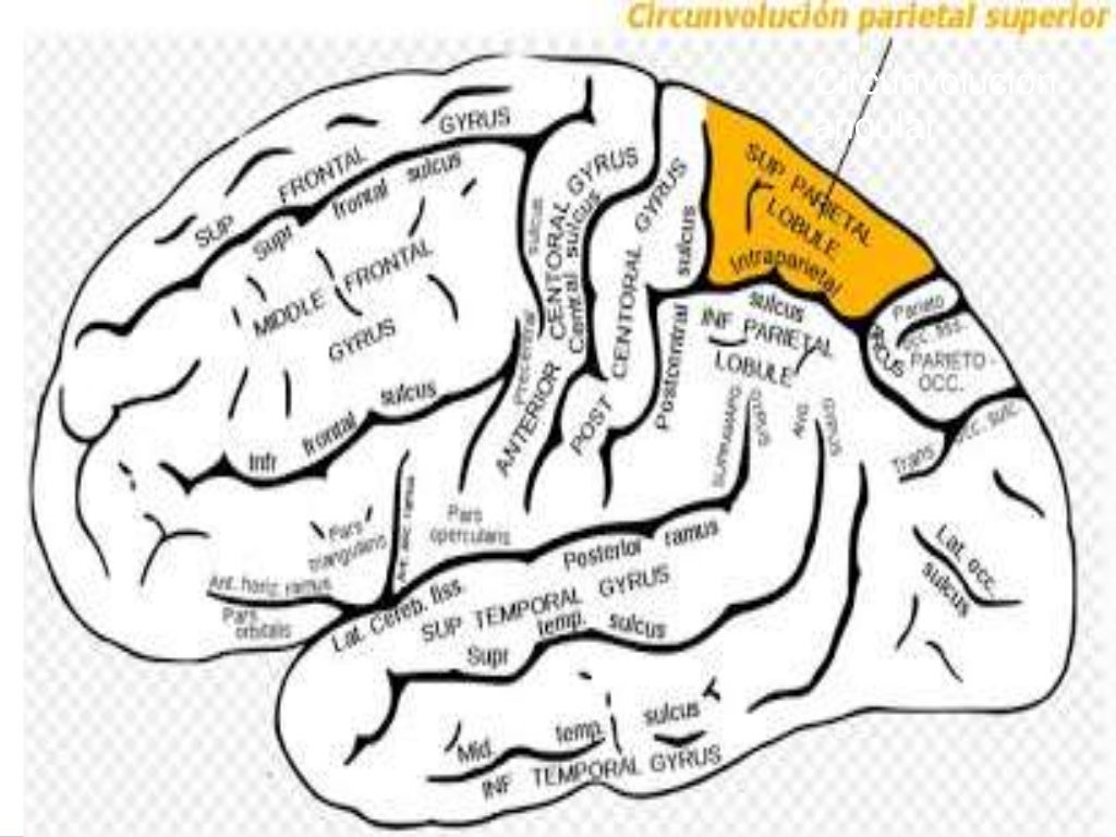 Surcos y circunvoluciones