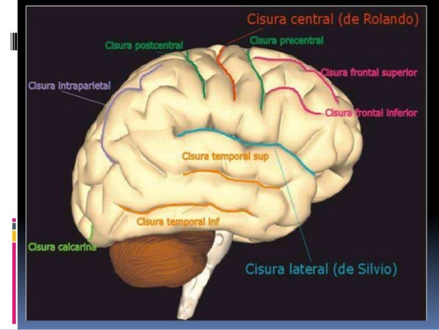 Surcos y circunvoluciones