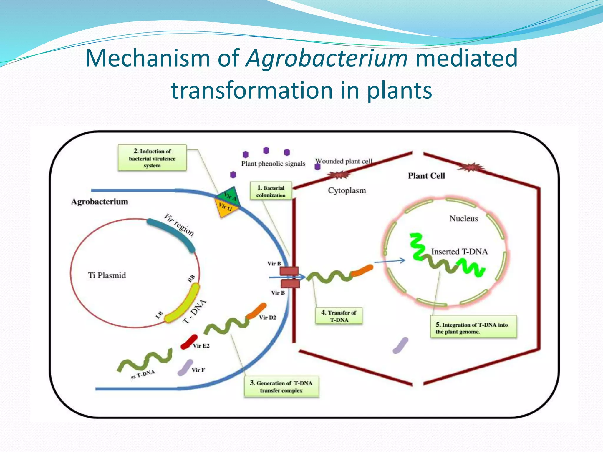 In planta Agrobacterium mediated direct seed transformation of chickpea ...