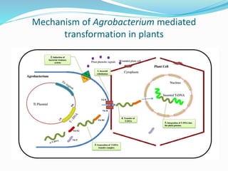 In planta Agrobacterium mediated direct seed transformation of chickpea ...