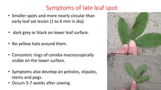 LEAF SPOT DISEASE IN GROUNDNUT | PPTX