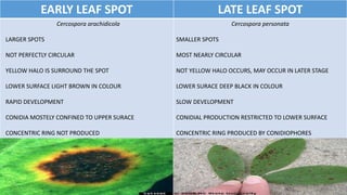 LEAF SPOT DISEASE IN GROUNDNUT | PPTX