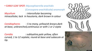 LEAF SPOT DISEASE IN GROUNDNUT | PPTX