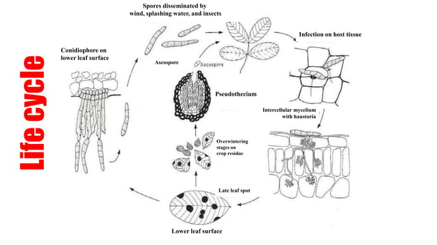 LEAF SPOT DISEASE IN GROUNDNUT