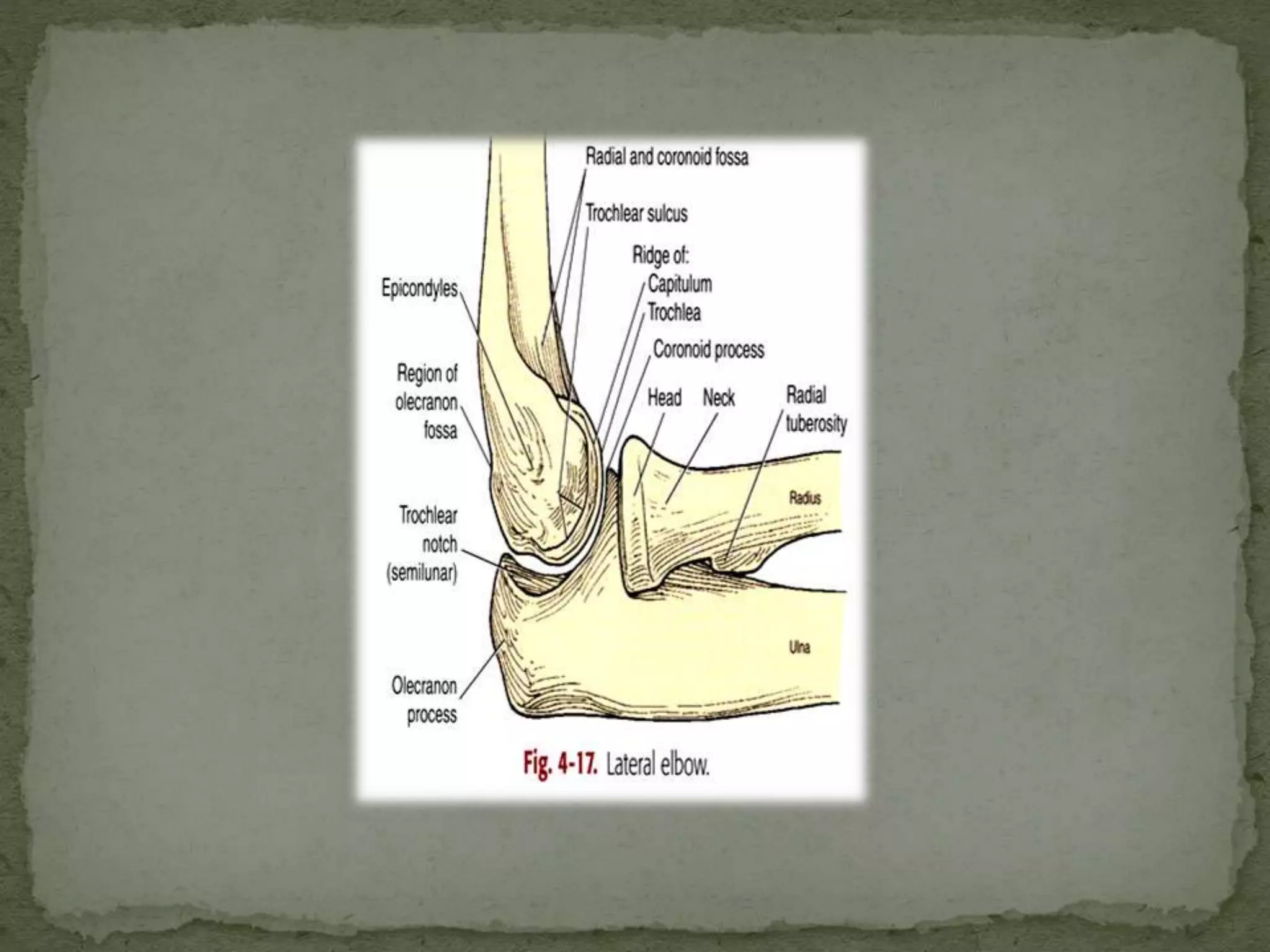 ELBOW JOINT X-RAY PROJECTIONS | PPTX