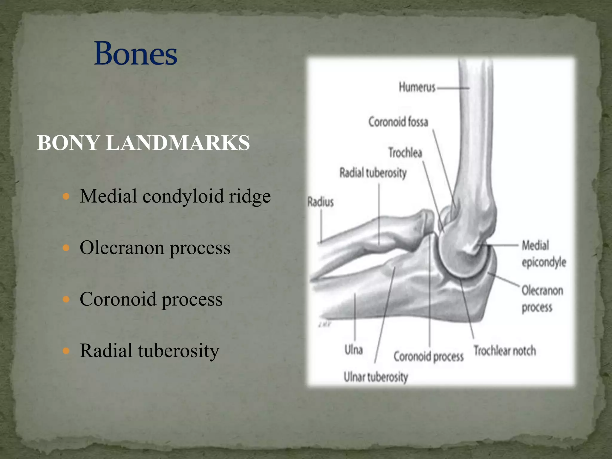 ELBOW JOINT X-RAY PROJECTIONS | PPTX