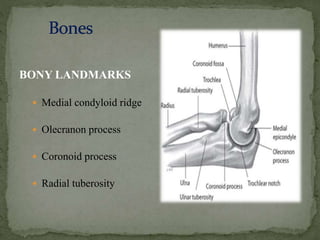 ELBOW JOINT X-RAY PROJECTIONS | PPTX