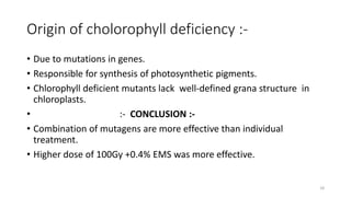 chlorophyll mutation | PPT