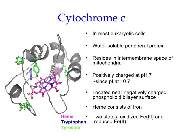Surface Coverage Dependent Renaturation Of Oxidized Cytochrome C Adso