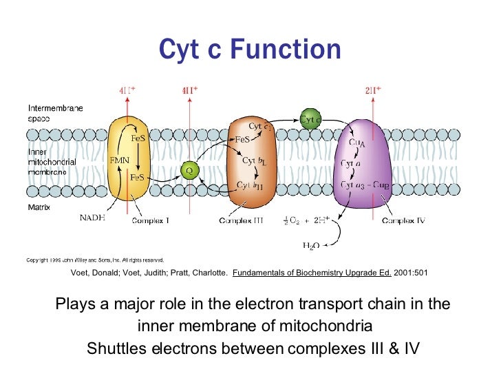 Surface Coverage Dependent Renaturation Of Oxidized Cytochrome C Adso