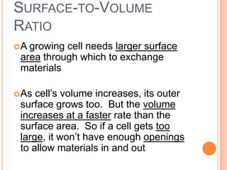 Surface Volume | PPT