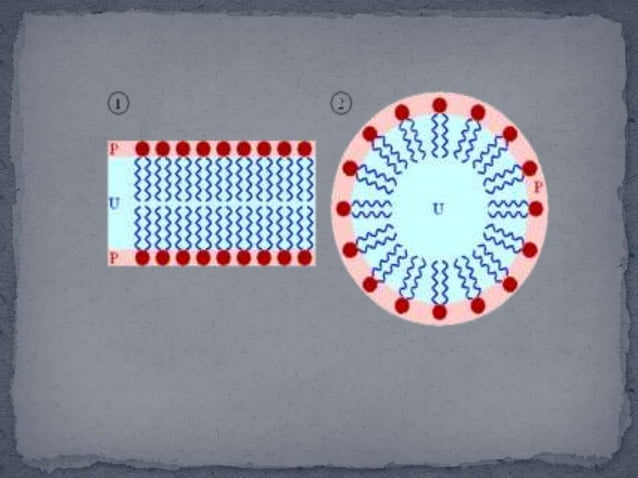 Surface active agents | PPTX
