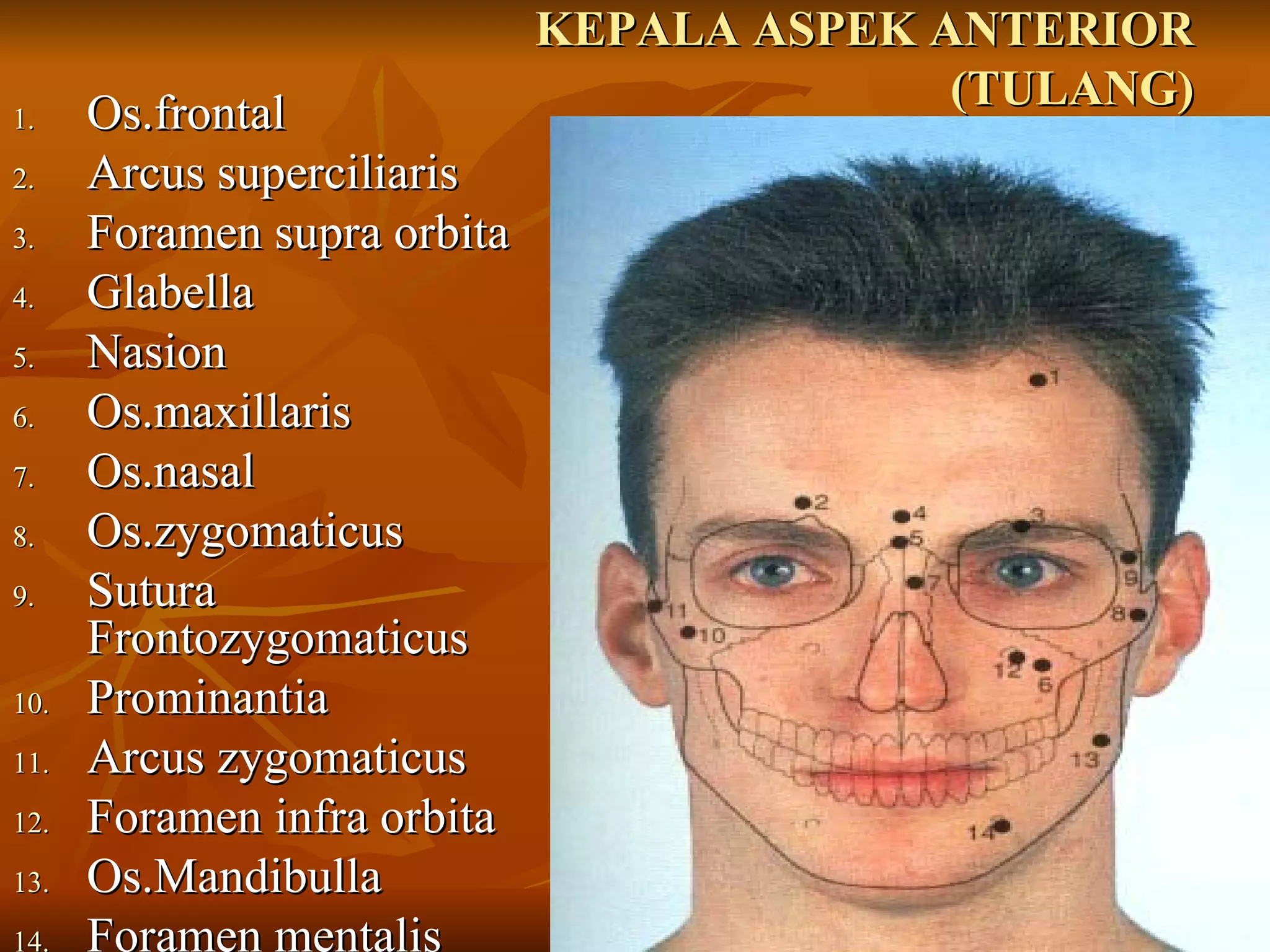 Surface Anatomy | PPS