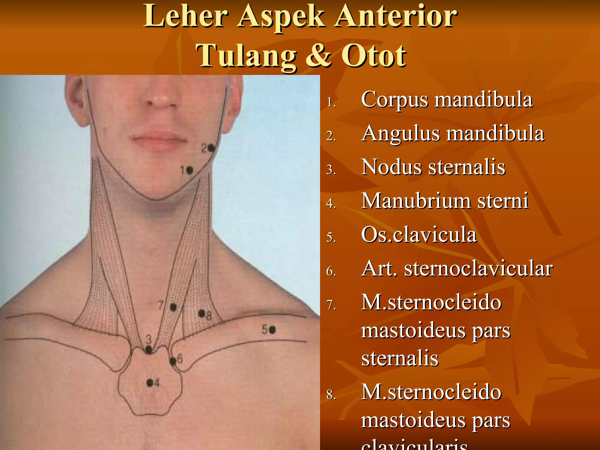 Surface Anatomy | PPS