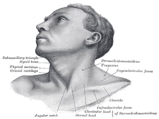 Surface Anatomy | PPS