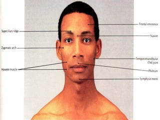 Face Surface Anatomy