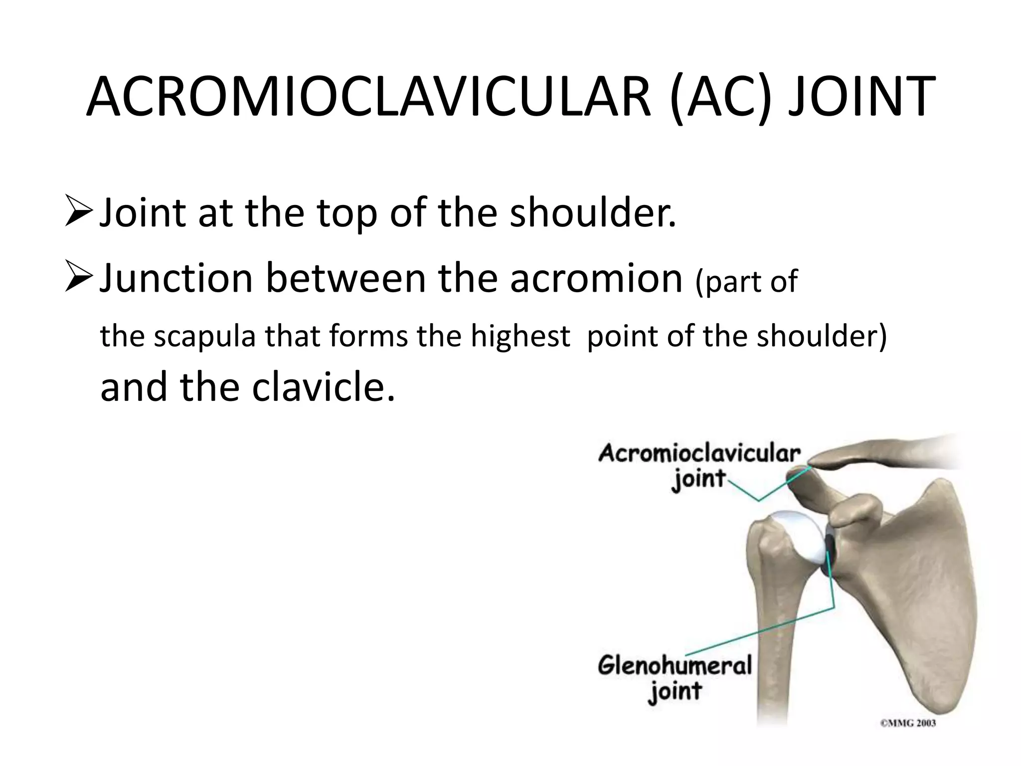 Shoulder Joint | PPTX