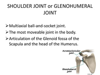 Shoulder Joint | PPTX