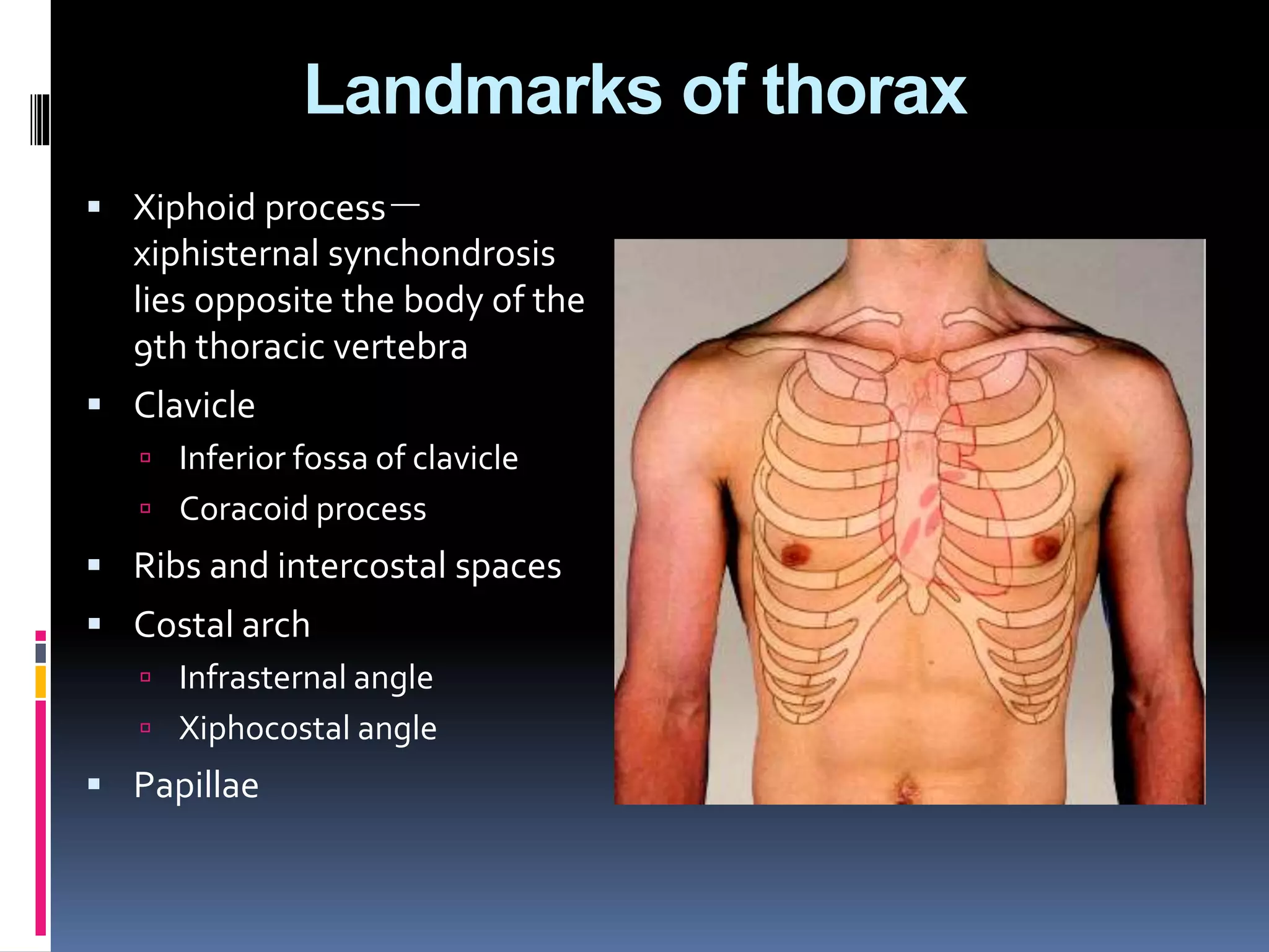 Surface anatomy | PPTX