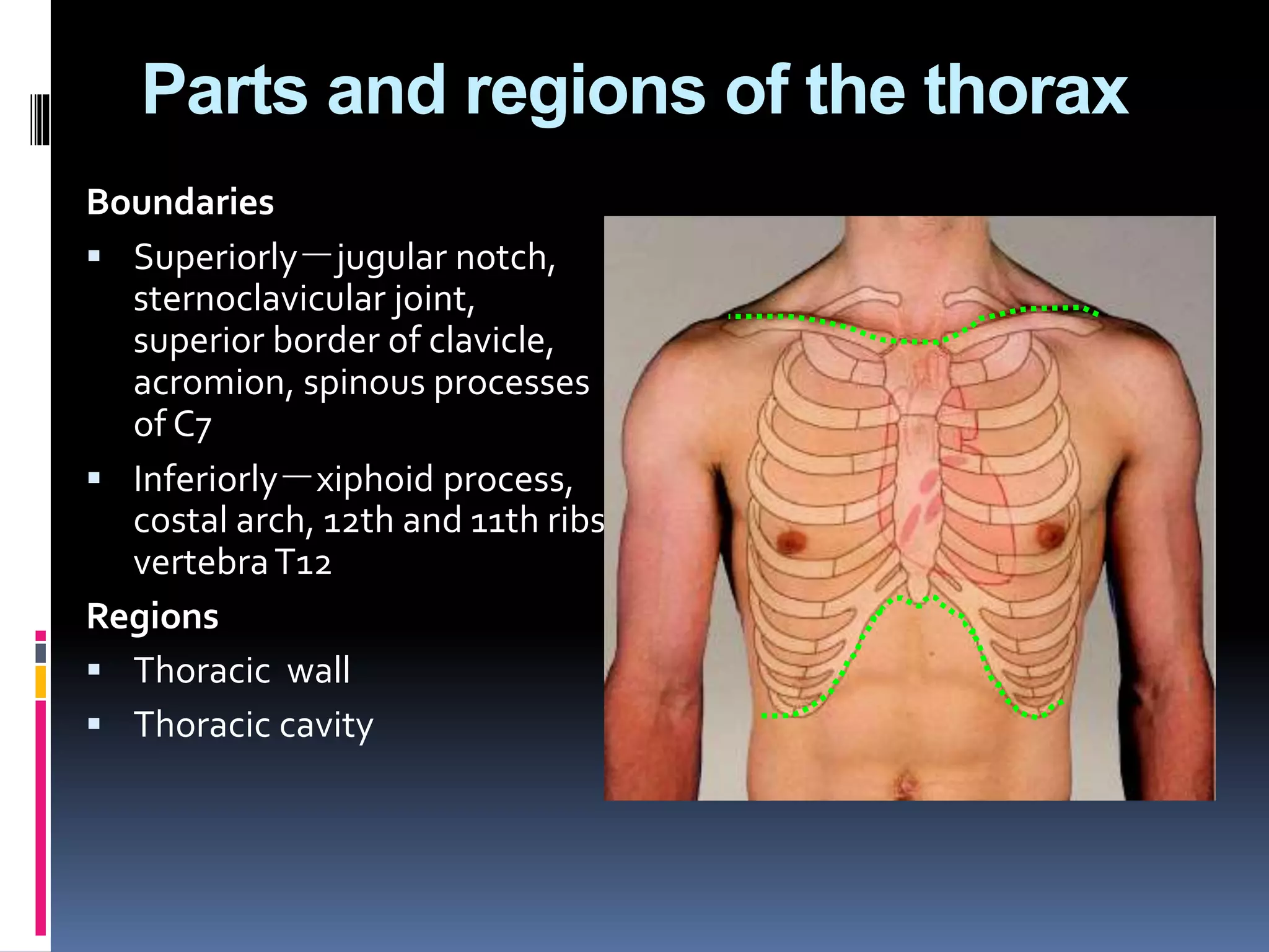 Surface anatomy | PPTX