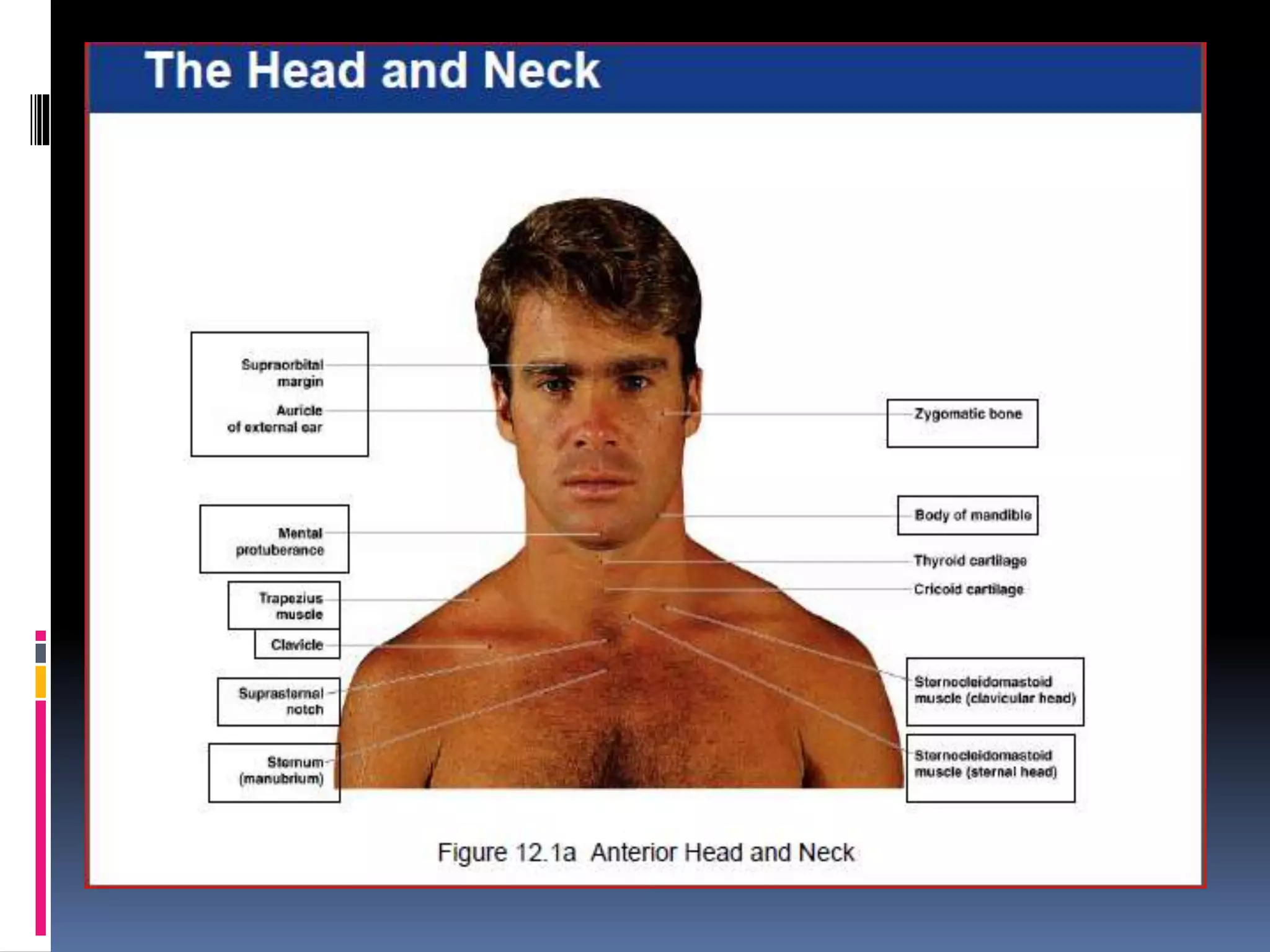 Surface anatomy | PPTX