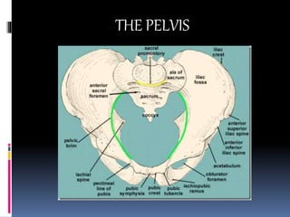 Surface anatomy | PPTX
