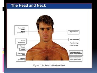 Surface anatomy | PPTX