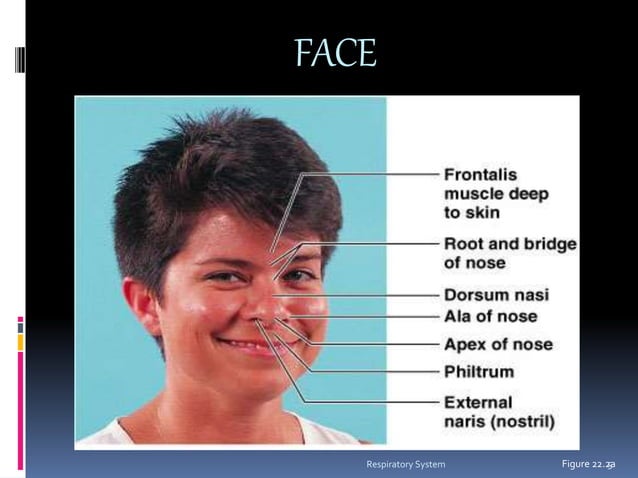 Surface anatomy | PPTX